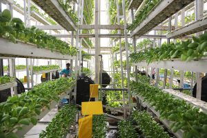 Food for the future population: Vertical Farming