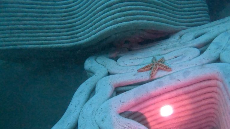 Turkiye's first 3D-printed artificial reef project Turkiye's first 3D-printed artificial reef project
